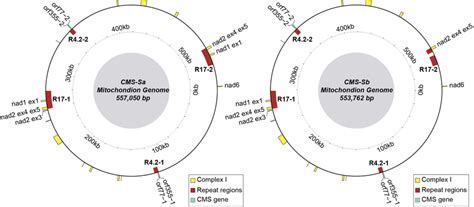 Graphical Genome Maps Display Major Difference Between Cms Sa And Download Scientific Diagram