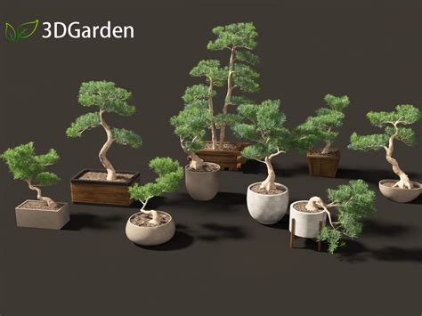 Podocarpus Macrophyllus Buddhist Pine 3d Model 3dgardenplants