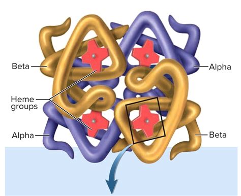 Medical Terms Сlinical Сases Hemoglobin