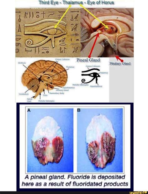 Third Eye Thalamus Eye Of Horus Pineal Gland Corpus Callosum Pituitary Gland A Pineal Gland