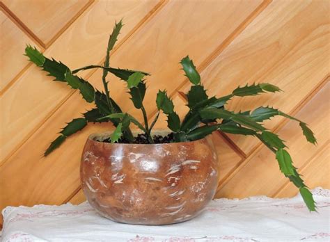 Gourd Bowls Marthas Gourds