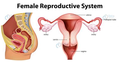 Human Reproduction Female Human Reproductive System Complementary