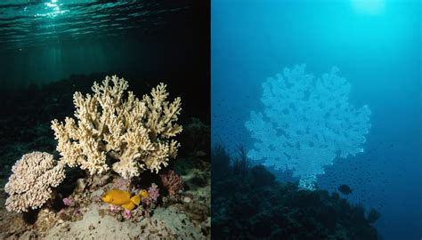 How Bayesian Models Are Revolutionizing Marine Ecosystem Predictions