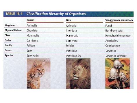 Biological Classification Why Is It Important We Use