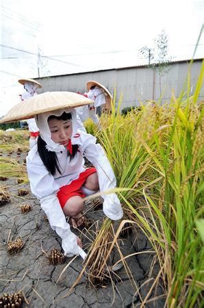伊弉諾神宮で抜穂祭 緋袴白書備忘録