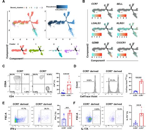 Development Trajectory Of Tcr Vα7 2 Cd161 Mait Cells Revealed By Download Scientific