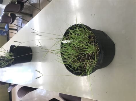 Weed Identification List Lab 2 Flashcards Quizlet