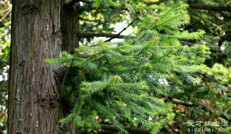 杉树有哪些品种 一共14个品种 高达30米 — 爱才妹生活