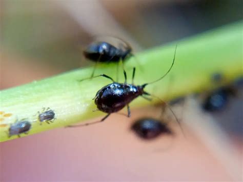 18 Types Of Black Aphids With Pictures And Identification