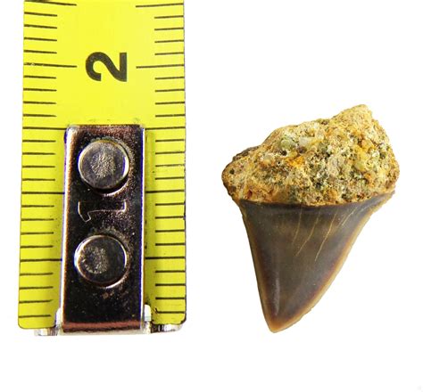 Isurus Retroflexus Tooth Fossil Id The Fossil Forum