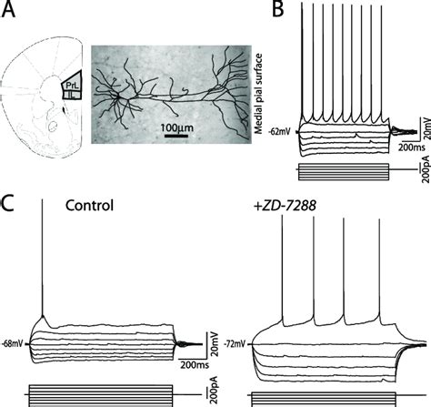 Pyramidal Neurons In Mouse Prlil Cortex Have Fast Download Scientific Diagram