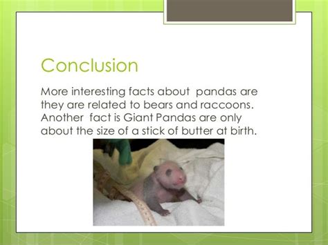 Giant Pandas