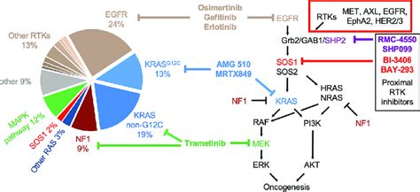 Proximal Rtk Pathway Inhibition Using Sos1 Or Shp2 Inhibitors Can