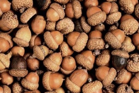 도토리 영양성분 효능 칼로리 손질법 보관법 구입요령 네이버 블로그