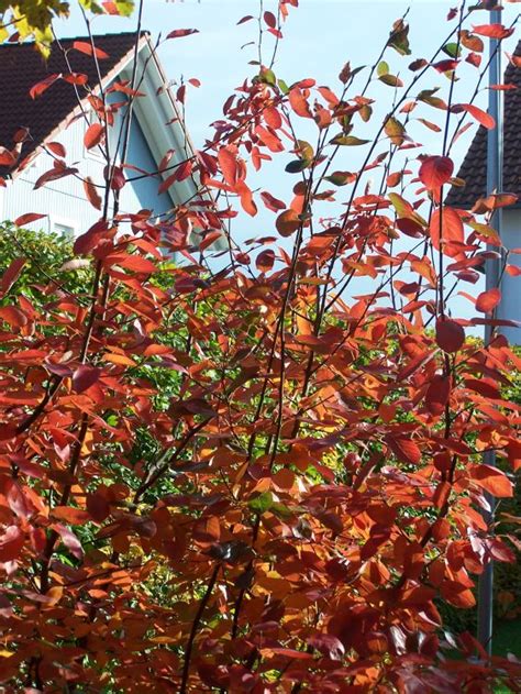 Kupfer Felsenbirne Amelanchier Lamarckii Baumschule Horstmann