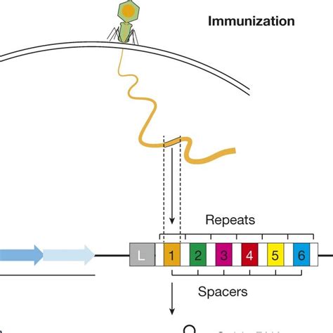 🧵intro To Crispr Here We Will Look At The Discovery Of Crispr Thread From Biotech2k