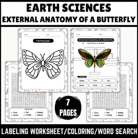 External Anatomy Of A Butterfly Labeled Diagram And Science Activity