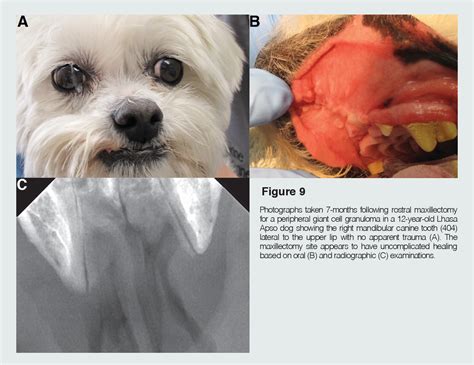 Can Dogs Get Pyogenic Granuloma