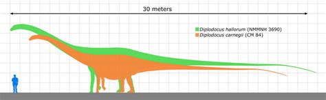 Diplodocus Size Comparison By Koprx On Deviantart