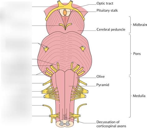 Diagram Of Cranial Nerve Origins Quizlet