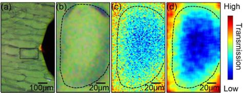 Figure 2 From In Situ Cell Detection Using Terahertz Near Field Microscopy Semantic Scholar
