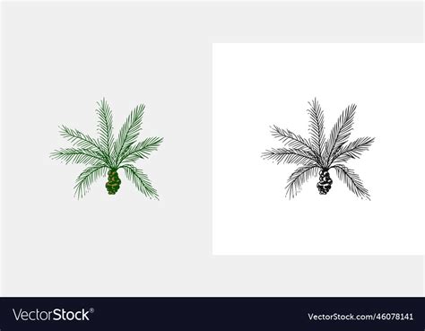 Coconut Palm Tropical Trees Exotic Plants Vector Image