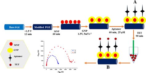 Diagram Of Impedimetric Aptamer Based Biosensor For Tet Download