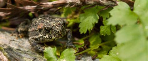Boreal Toad Rocky Mountain Wild