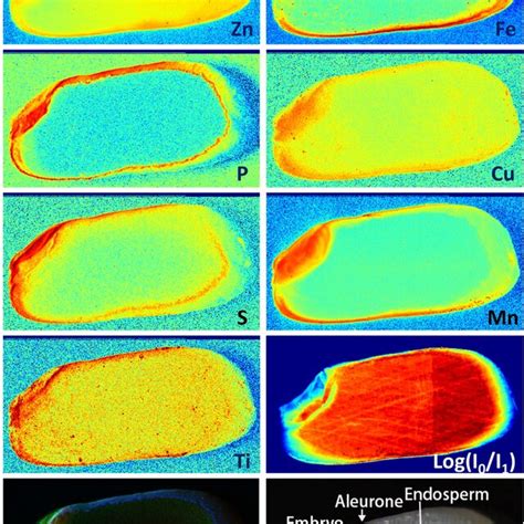 element localization in rice grain cross section sample kpc 119 3 download scientific diagram