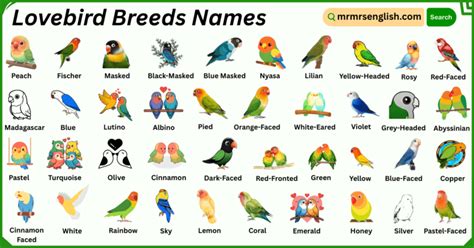 Lovebird Breeds Names In English With Their Pictures Mr Mrs English