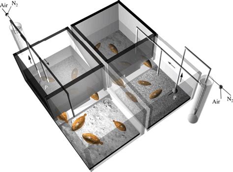 Experimental Set Up Download Scientific Diagram