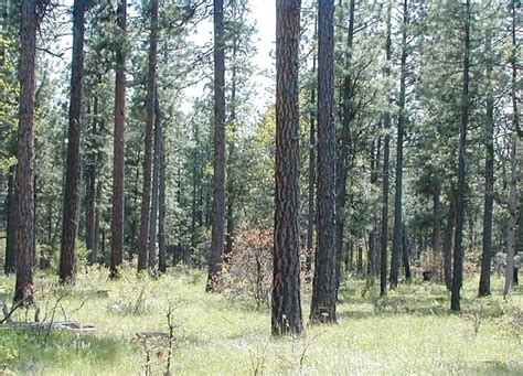 51 Stand Structure Forest Measurements