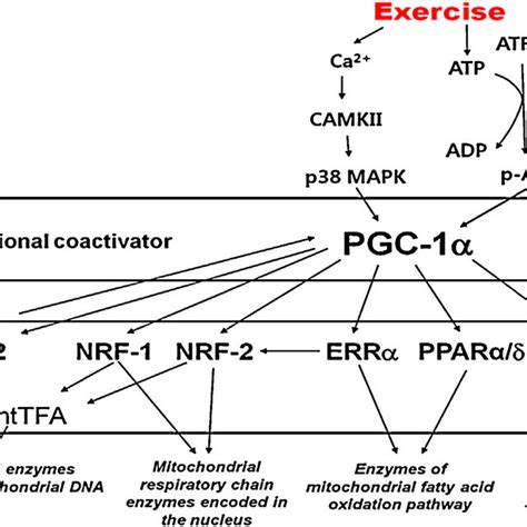 Pdf Exercise Induced Pgc 1α Transcriptional Factors In Skeletal Muscle