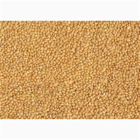 Продам семена проса Белая альтанка, Днепропетровская обл — Agro-Ukraine