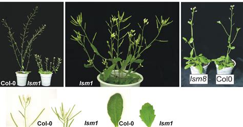LSM Complexes Pre MRNA Splicing And MRNA Decay In Hormone Signaling Kufel Lab