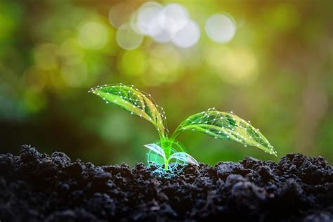 Premium Photo Tree Seedling Ecology And Concepts Expanding Business Ideas