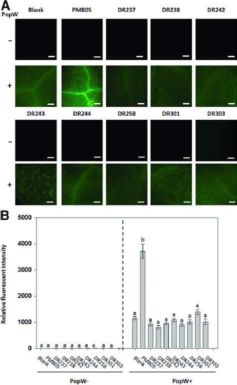Effects Of Bacillus Spp Strains On Rapid Reactive Oxygen Species Ros Download Scientific
