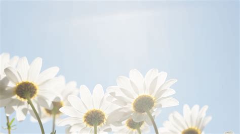 Yandex Browser Background Gallery