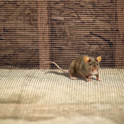 Wire Fence And Netting Fence Posts Archives Origin Point Brands High Quality Products