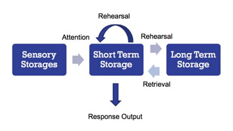 Memory Exam 2 Flashcards Quizlet