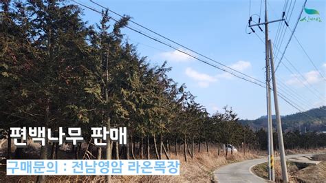 신바람 플랜트 협력농가 판매상품 나무장터com 대략 15~20년은 된걸로 압니다 편백나무 판매합니다 Youtube
