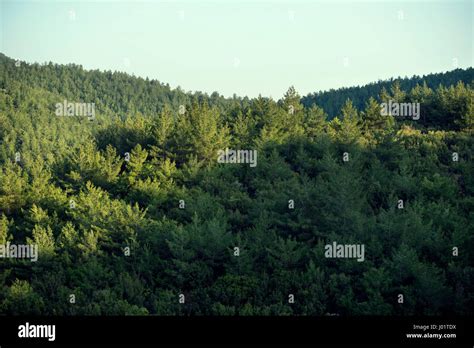 Pine Trees Forest Background Texture Stock Photo Alamy