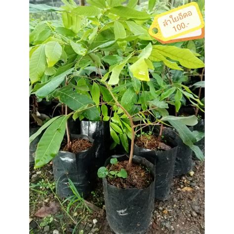 ต้นพันธุ์ลำไยอีดอ ราคาต้นละ 100 บาท Shopee Thailand