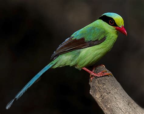 Rajesh Chowdhury Flickr