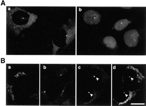 Localization Of Transfected And Endogenous C Nap1 To The Centrosome Localization Of Transfected And Endogenous C Nap1 To The Centrosome