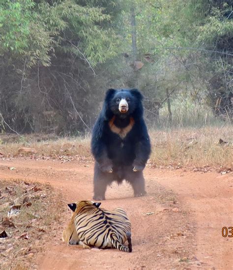 Bengal Tiger Meeting Sloth Bear Tadoba Tiger Reserve India