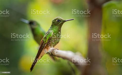 안데스 열대 우림의 나뭇가지에 앉아 있는 다채로운 벌새의 클로즈업 0명에 대한 스톡 사진 및 기타 이미지 0명 깃털 나뭇가지 Istock