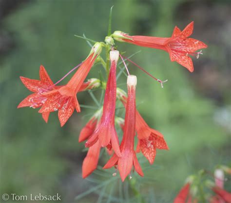 Ipomopsis Rubra