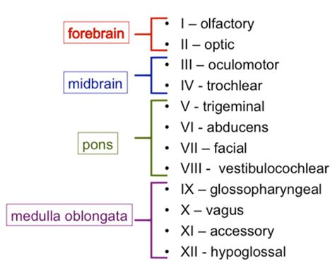 Lecture 19b Nervous System Flashcards Quizlet