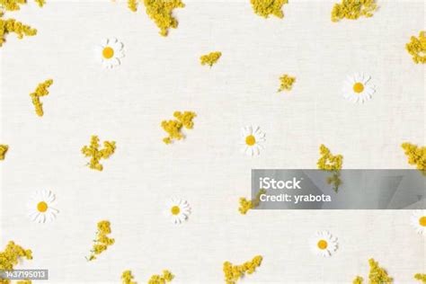 들꽃 세련 된 식물 프레임 꽃이 만발한 창조적 인 패턴 피는 침대 짚 꽃과 데이지 약초 향기로운 야생 꽃 자연 디자인 보태니컬 플랫 레이 0명에 대한 스톡 사진 및 기타